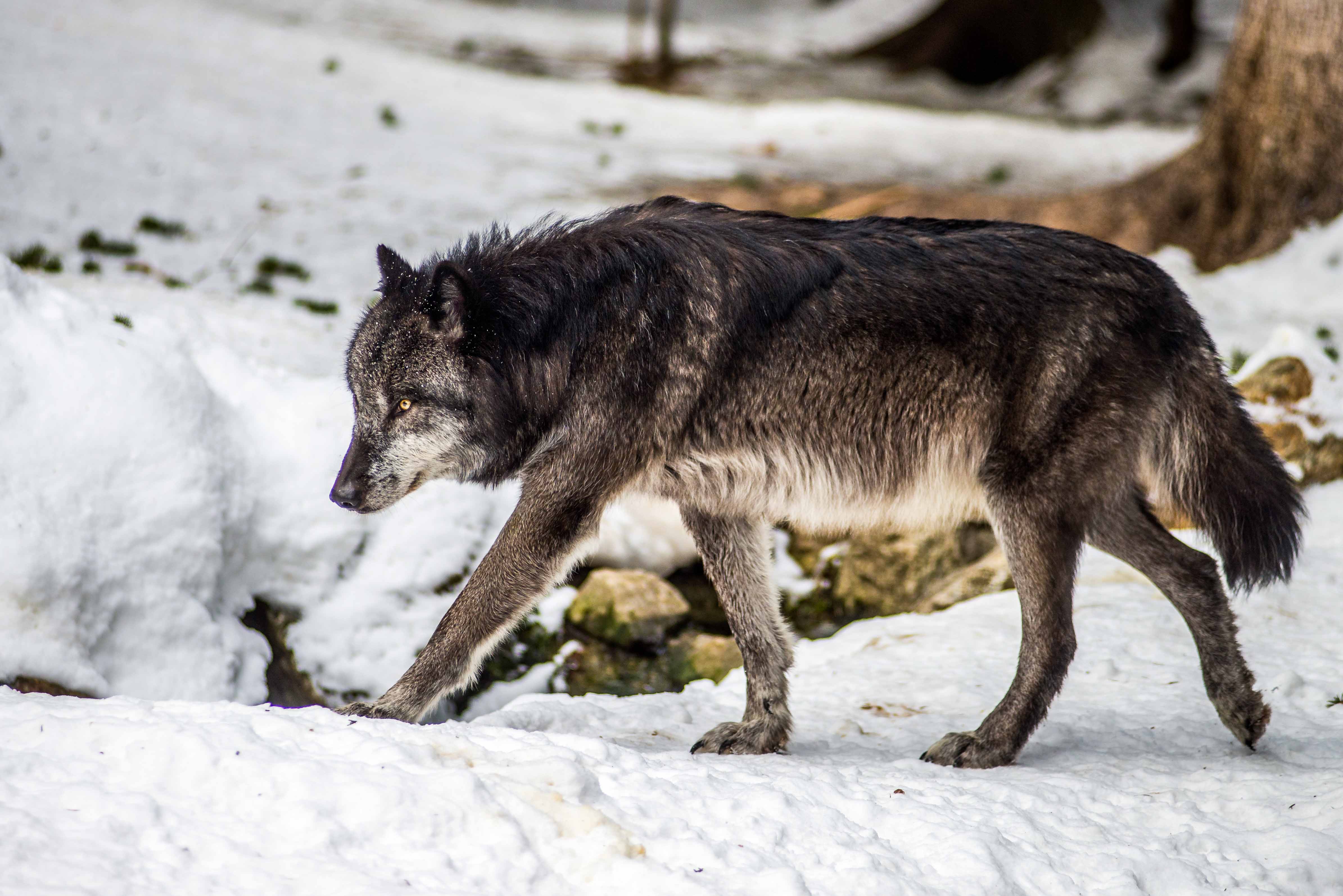 Raquettes & Rencontre avec les loups du Mercantour - Blog de Voyage ...