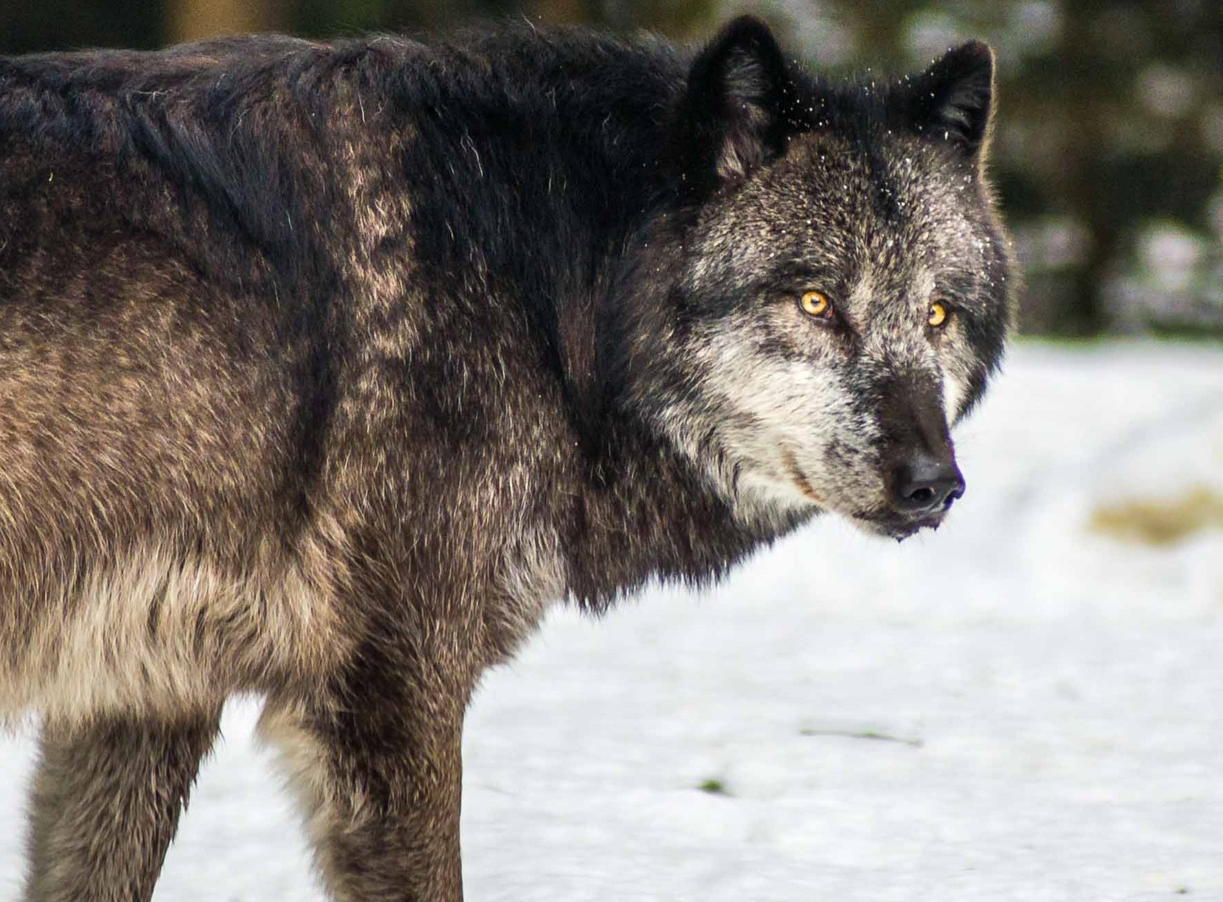 Alpha loup Archives - Blog de Voyage, Tutoriels Photos & Lifestyle