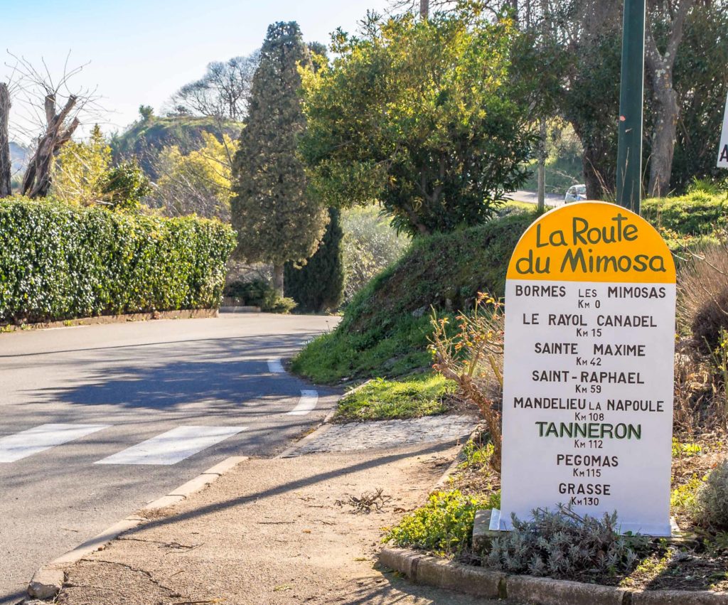 Mimosas tanneron route du mimosa paca provence blogvoyage blog voyage ...